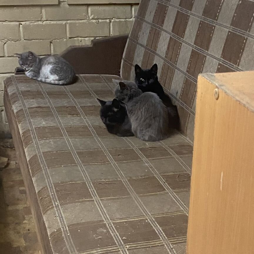 Кошечки со склада ищут дом