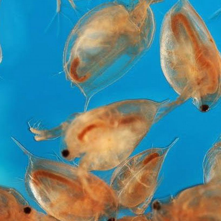 Корм для аквариумных рыбок