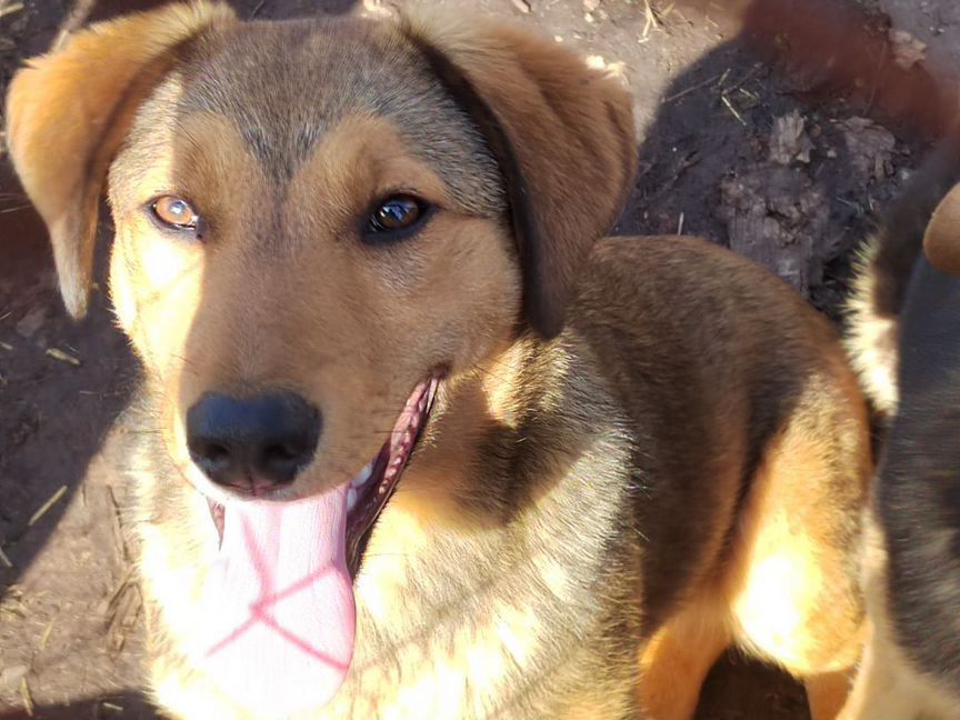 Щенок 8 месяцев