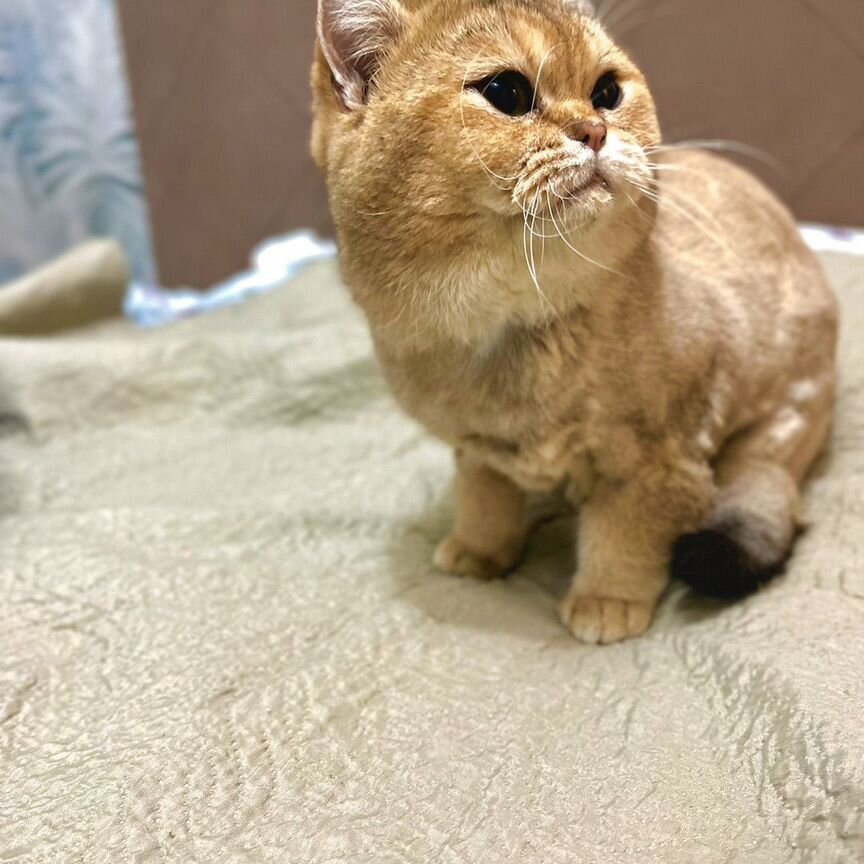 Отдам котика в добрые руки