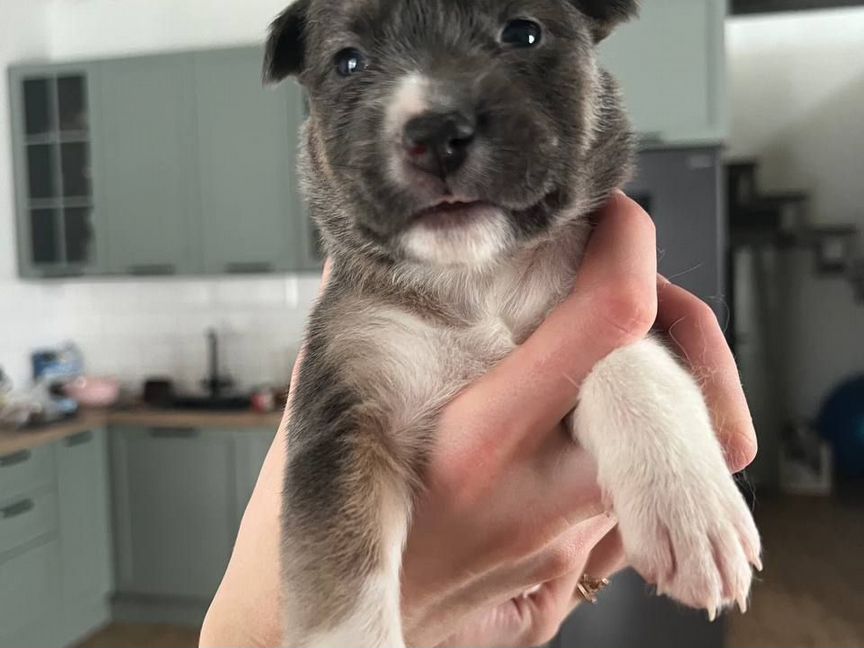 Щенок Селия, девочка среднего размера