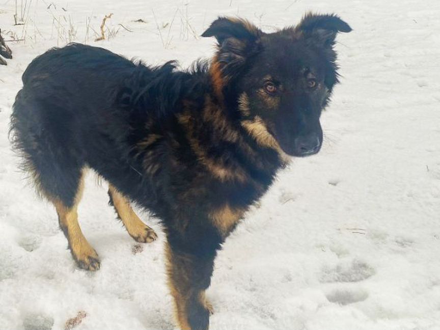 Собака в добрые руки отдам бесплатно