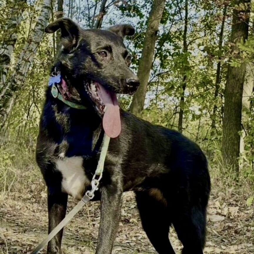 Собака в добрые руки девочка