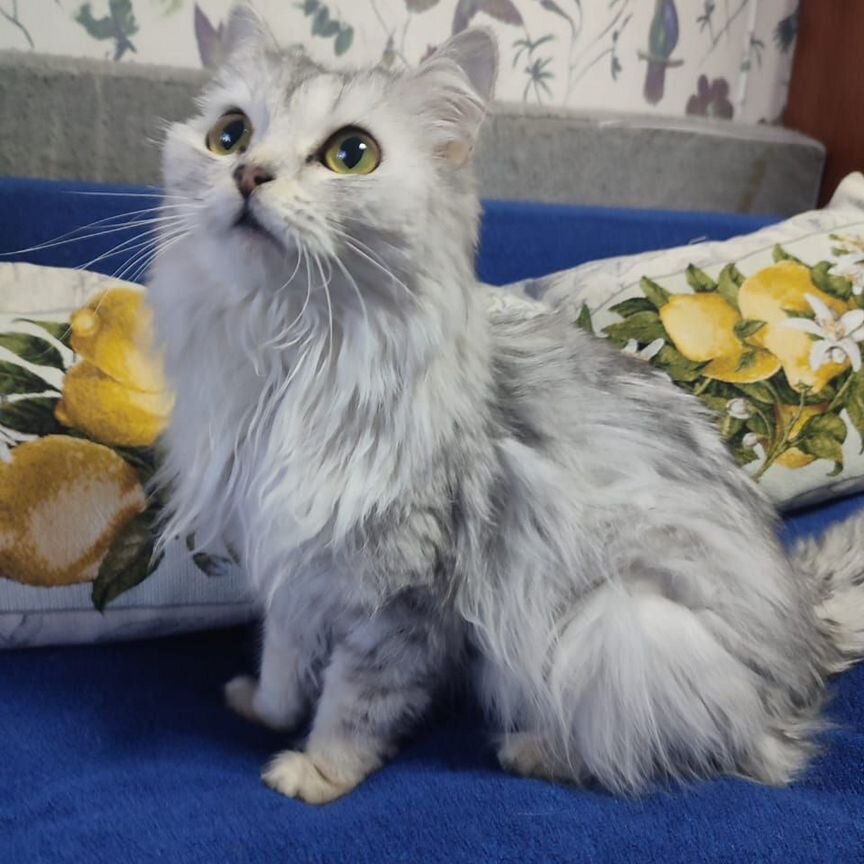 Зеленоглазая кошечка ангора 3 года