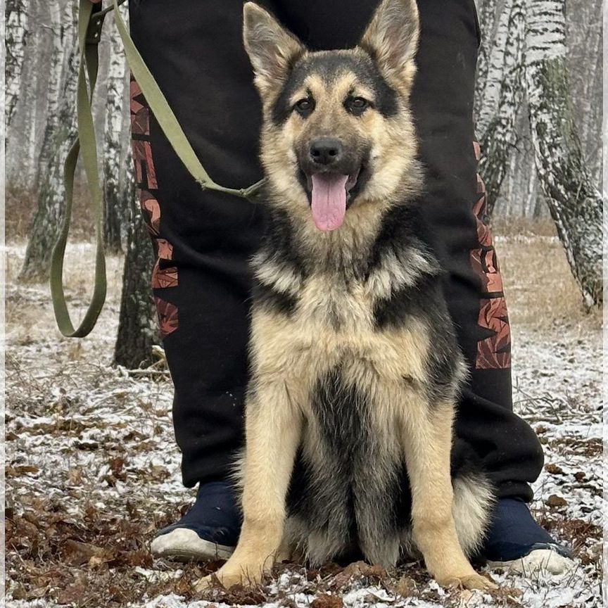 Восточноевропейская овчарка, взрослая собака