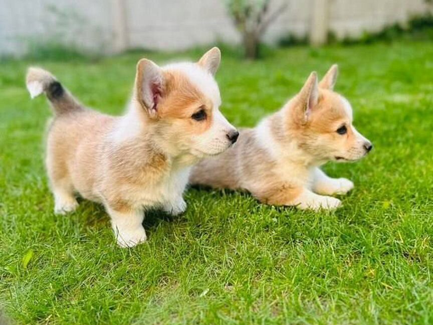 Щеночки Вельш Корги