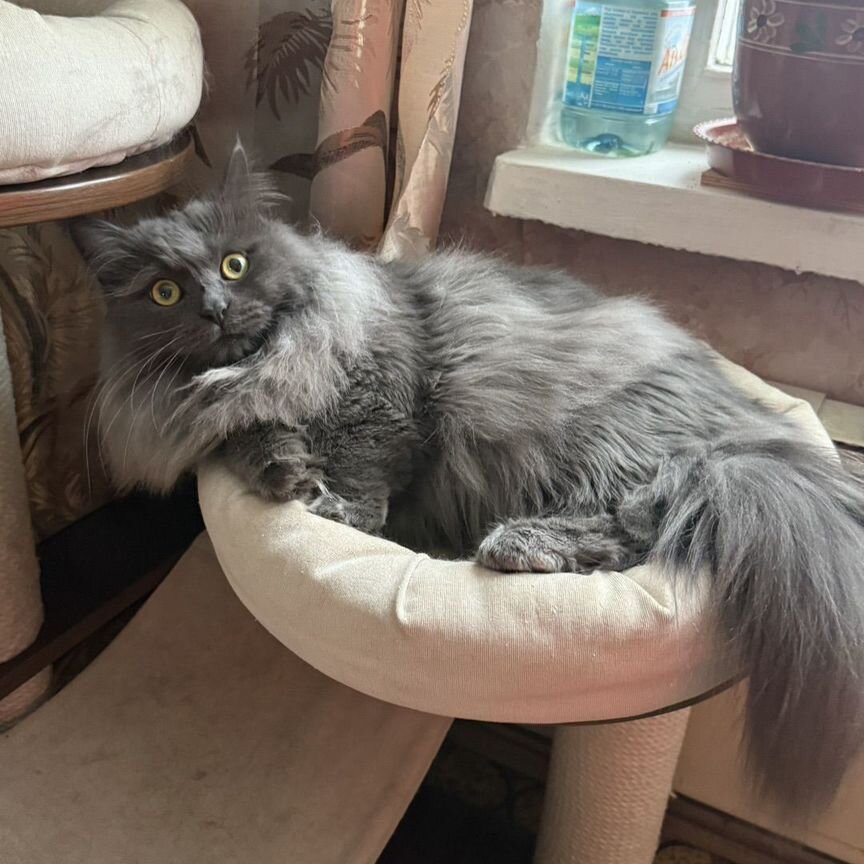 Сибирская кошка