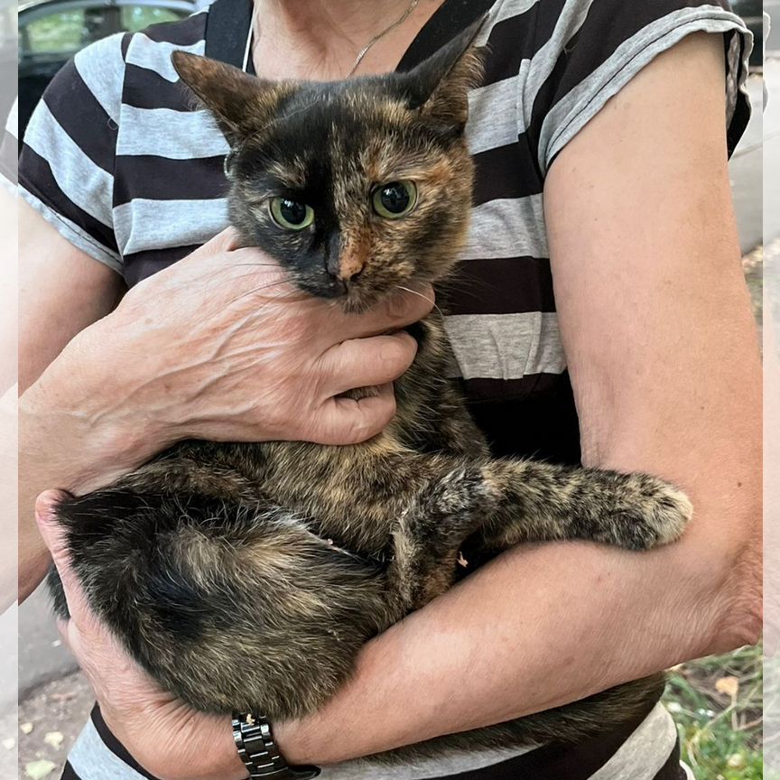 Чудо Принцесса в поисках своего дома