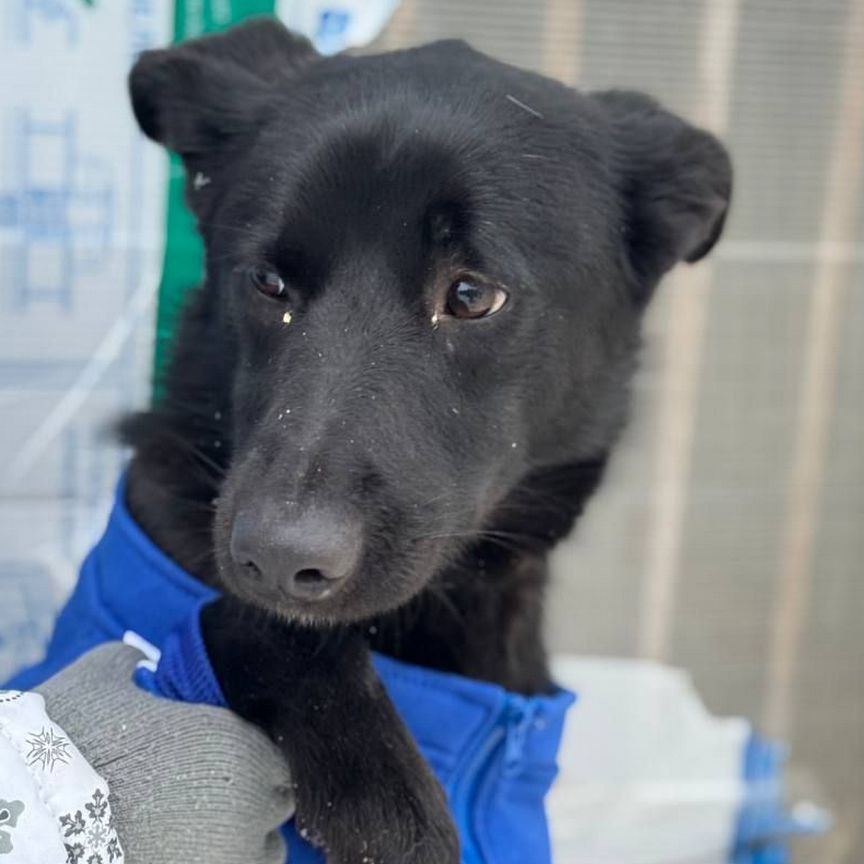 Щенок в добрые руки