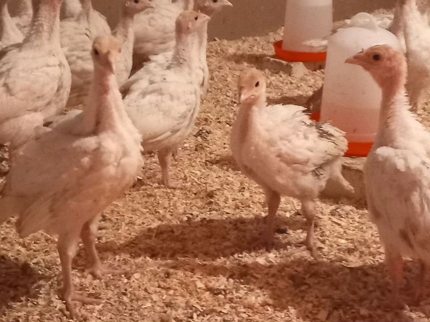 Индюшата подрошенны е