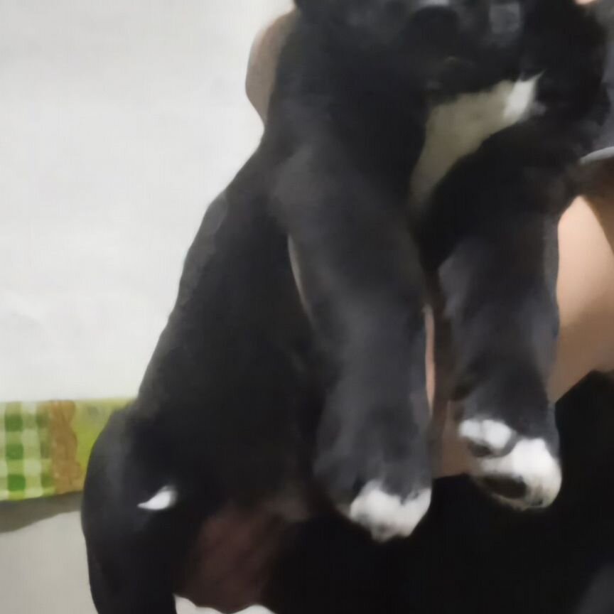 Щенок алабая в хорошие руки