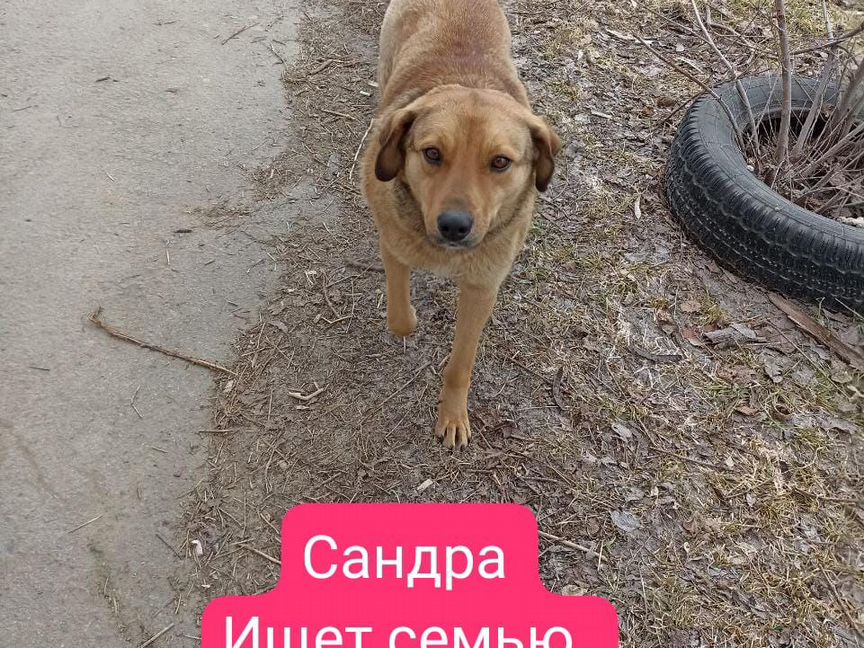 Стерлизованная, умная собака, охранник во двор