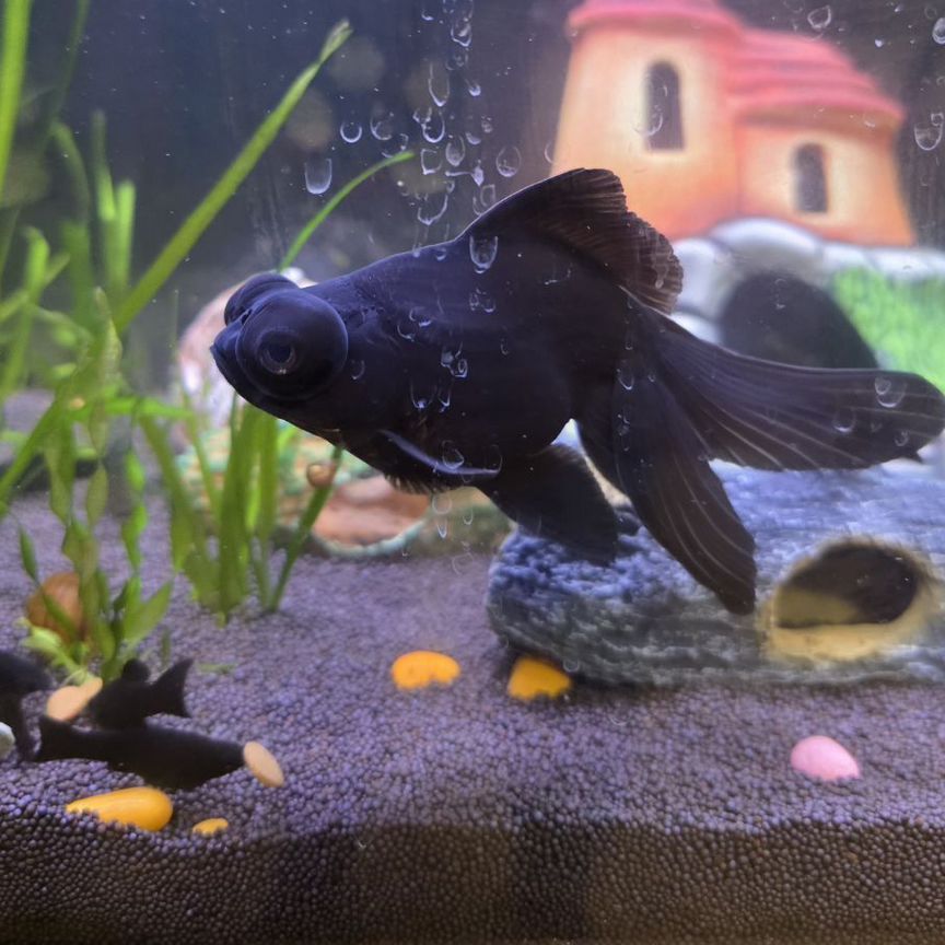 Рыбка черный телескоп