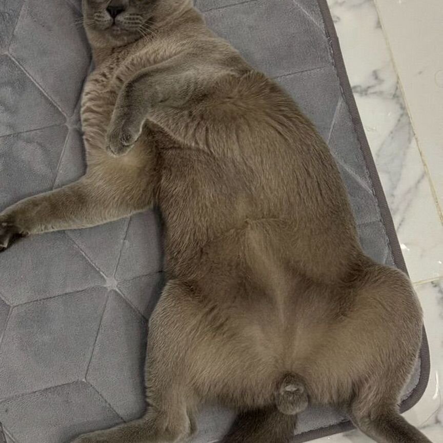 Отдам кота бурма