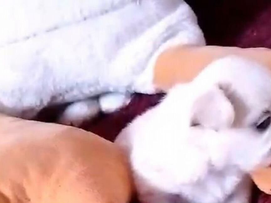 Мини пекинес