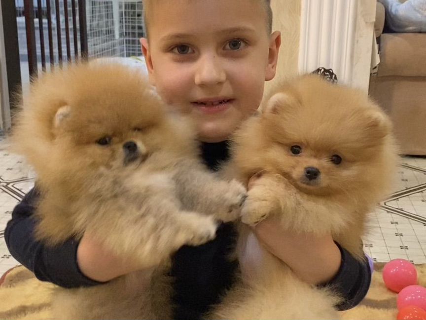 Померанский шпиц