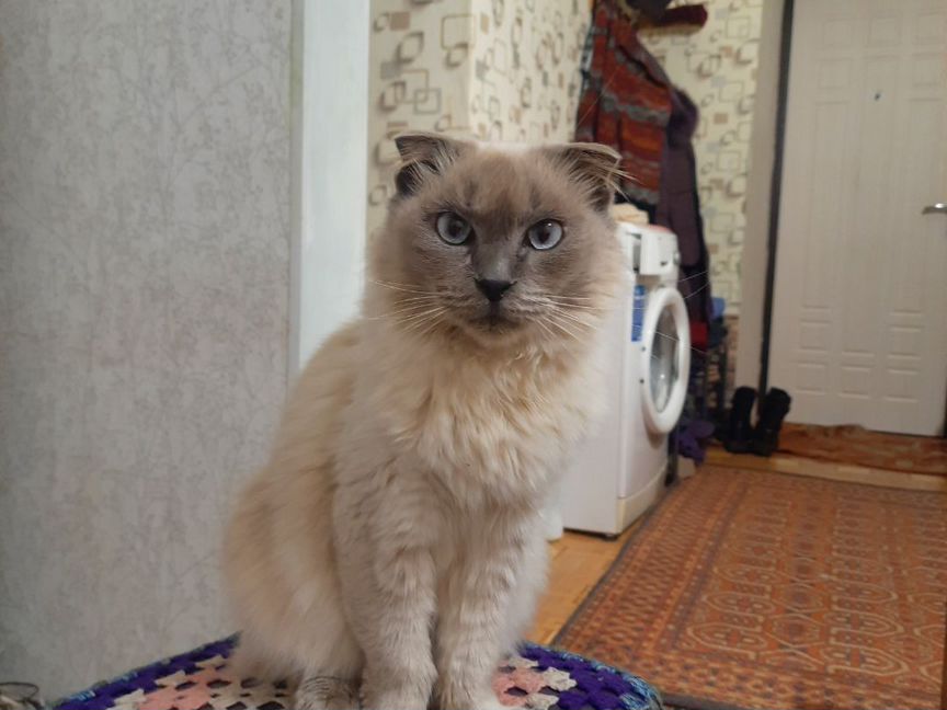 Кошка вислоухая сиамская