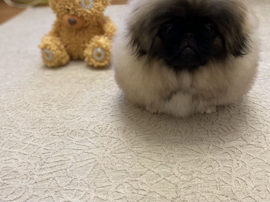 Щенки пекинеса