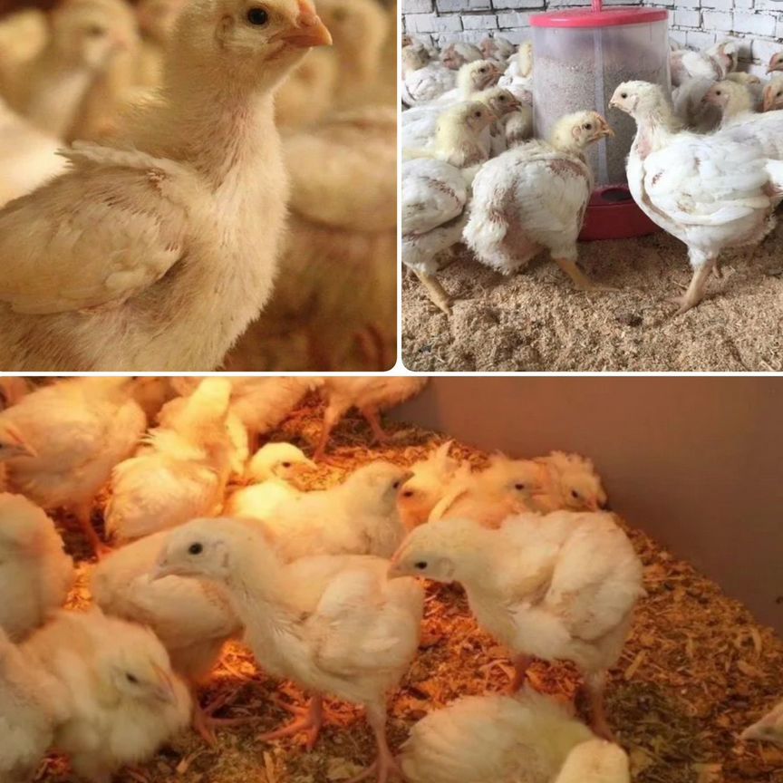 Цыплята бройлеры подрощенные в наличии