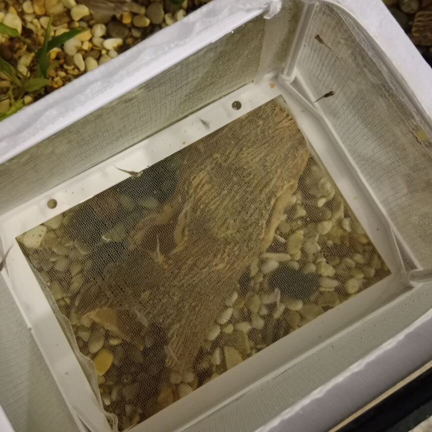 Мальки гуппи