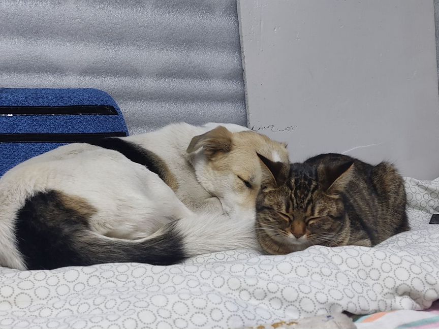 Собака в добрые руки