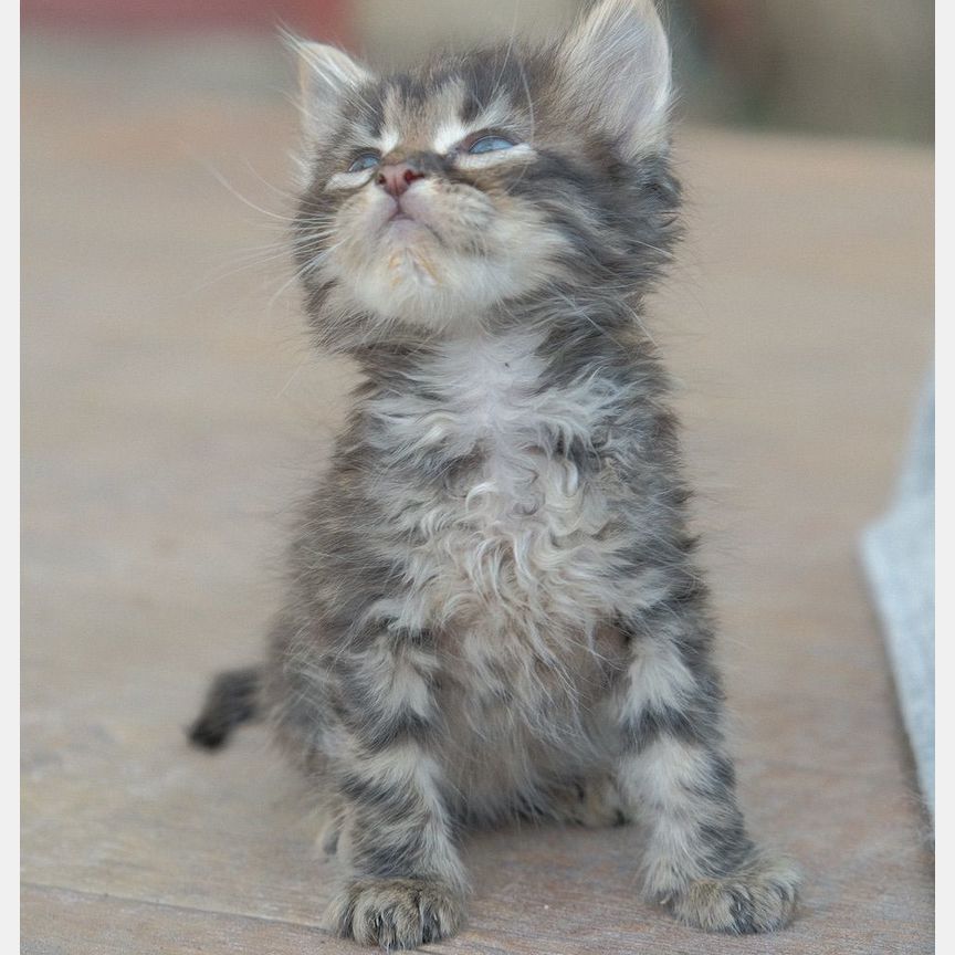 Котенок кошка кошечка в частный дом