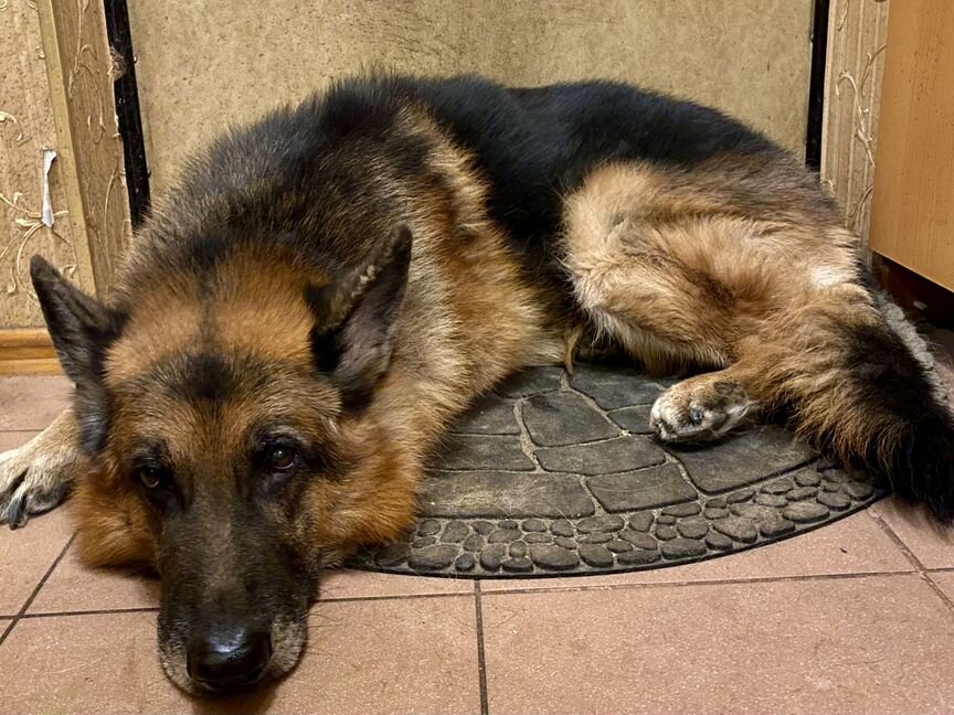 Немецкая овчарка в добрые руки