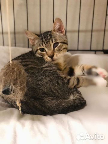 Котёнок Василий