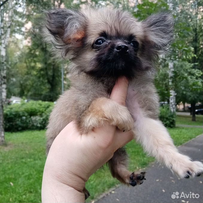 Супер мини малыш