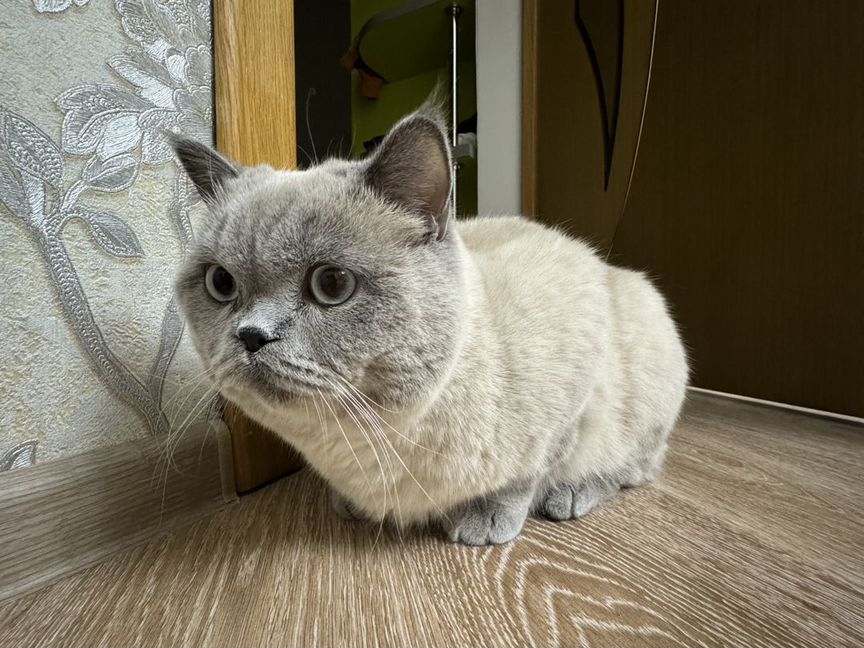 Кото-машина