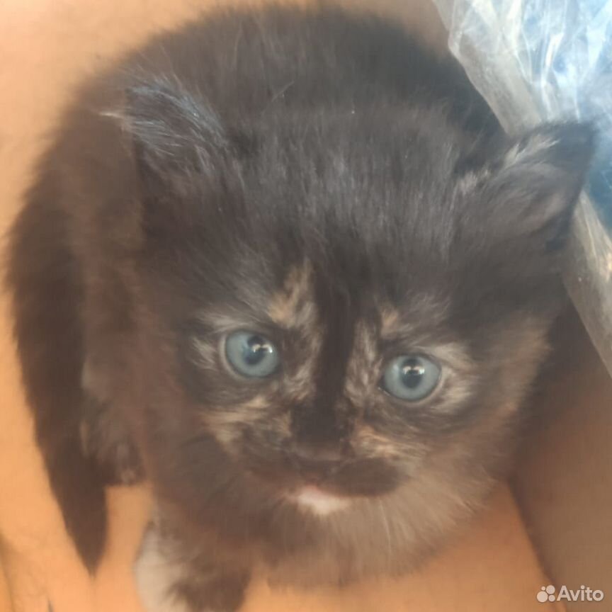 Котятки в добрые руки