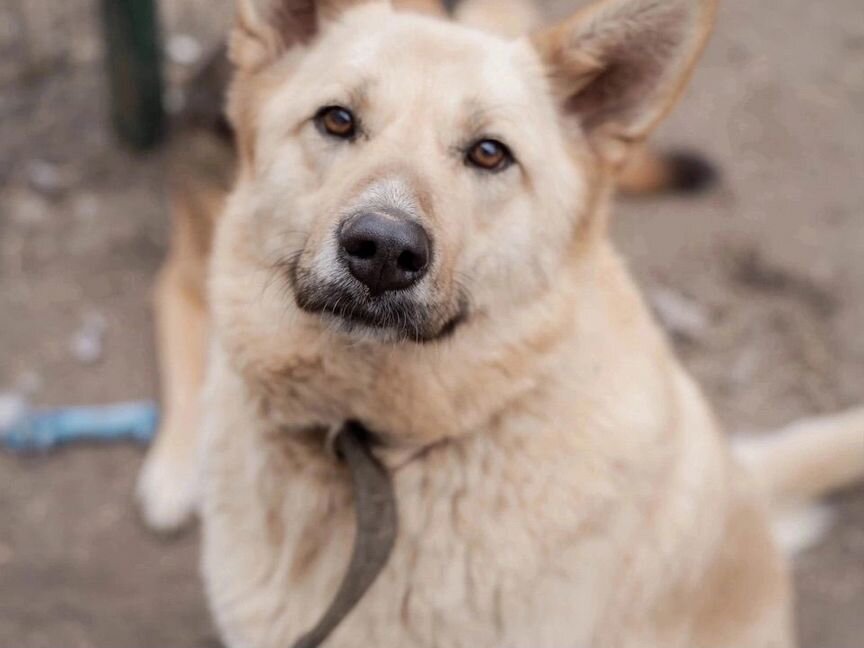 Собачка Ума из приюта ищет дом