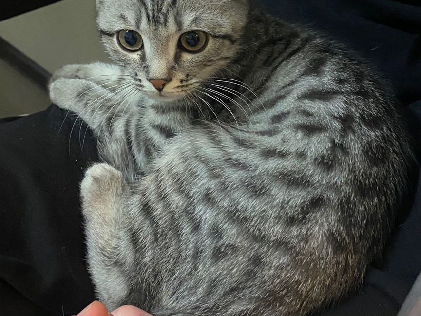 Египетская мау 2 месяца