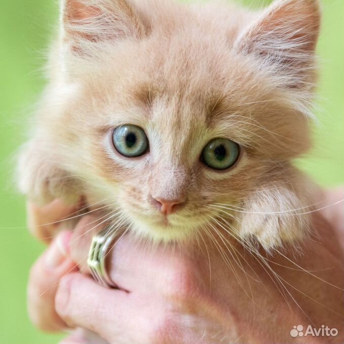 Рыжий котенок мальчик, кот 2,5 месяца