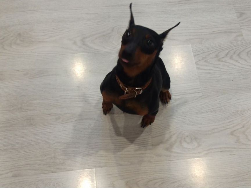 Цвергпинчер