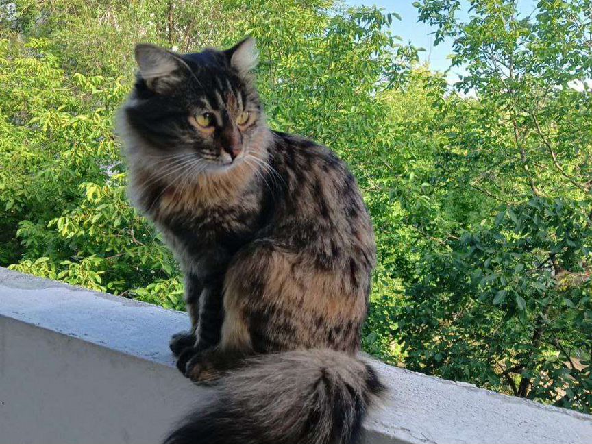 Кошка. Пушистая черепаховая. Пятигорск. Ищем ручки