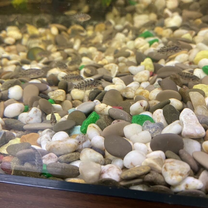 Рыбки цихлиды