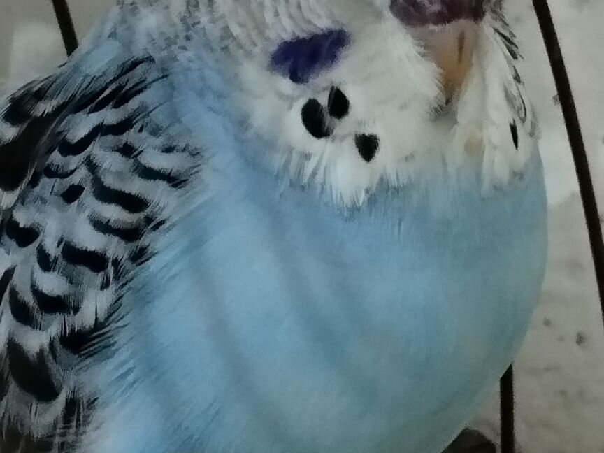 Получех волнистик