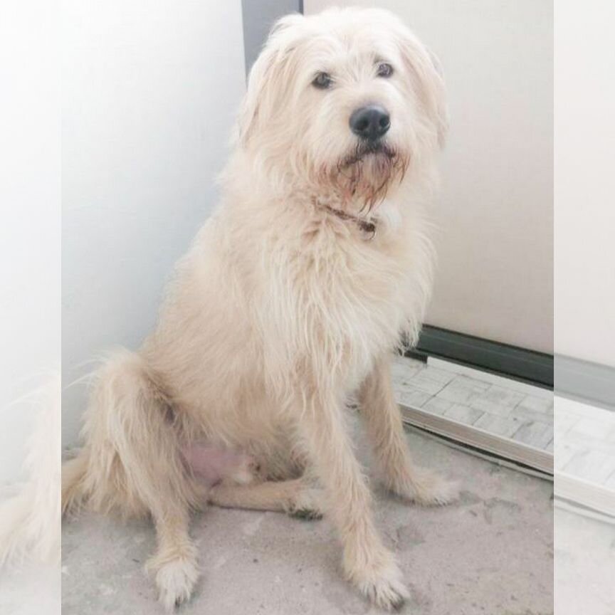 Собака. Лохматая,бородатая