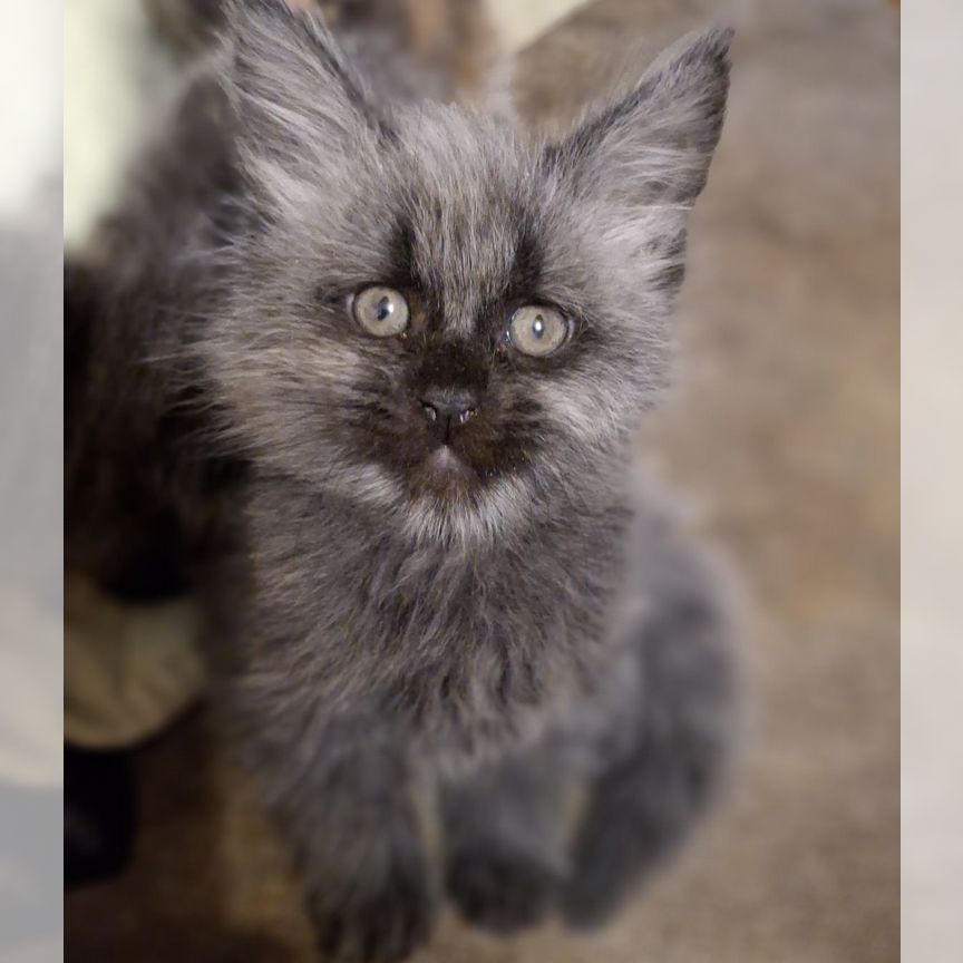 Котёнок от частного владельца