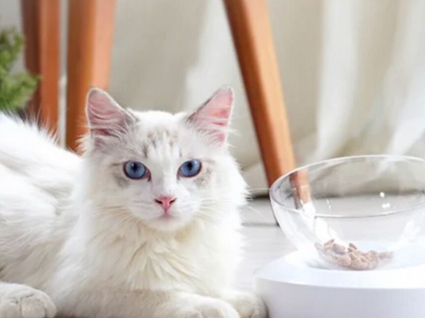 Миска на подставке для кошек и собак