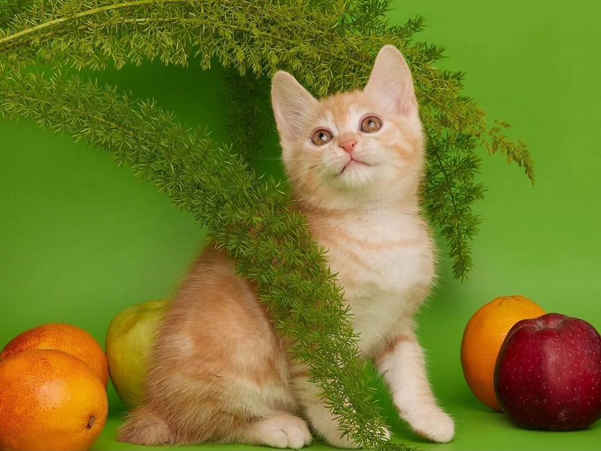 Котята курильского бобтейла
