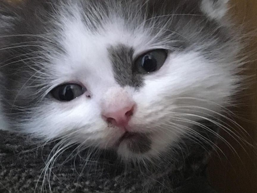 Кошка