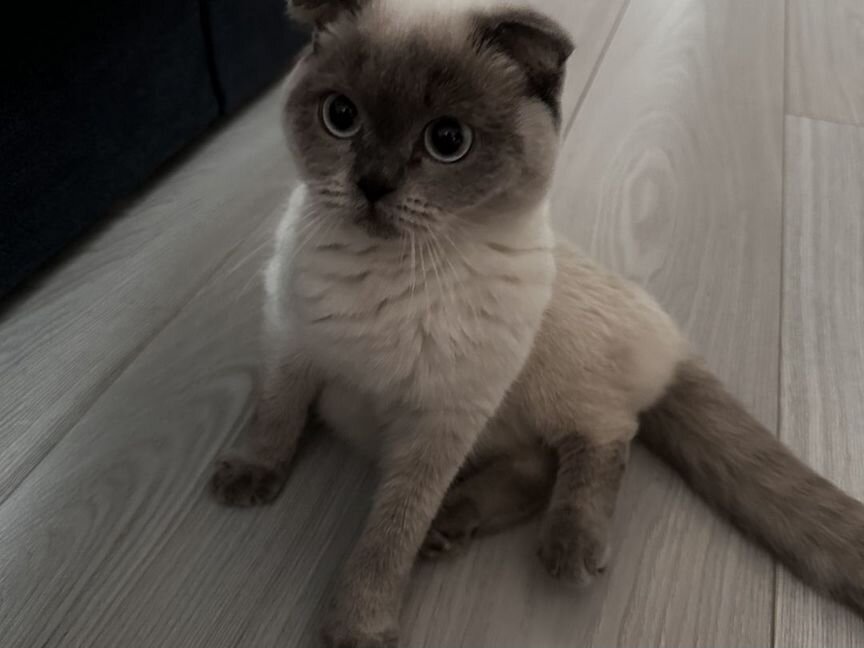 Шотландская вислоухая кошка