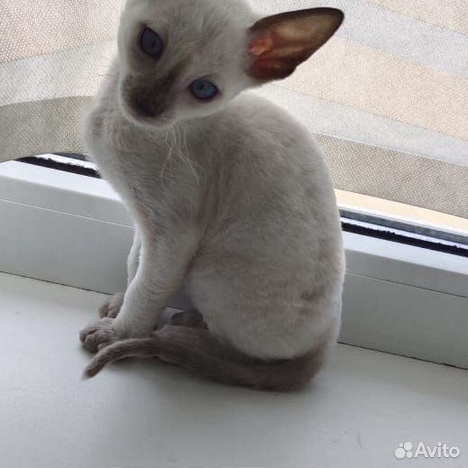 Котенок корниш-рекс