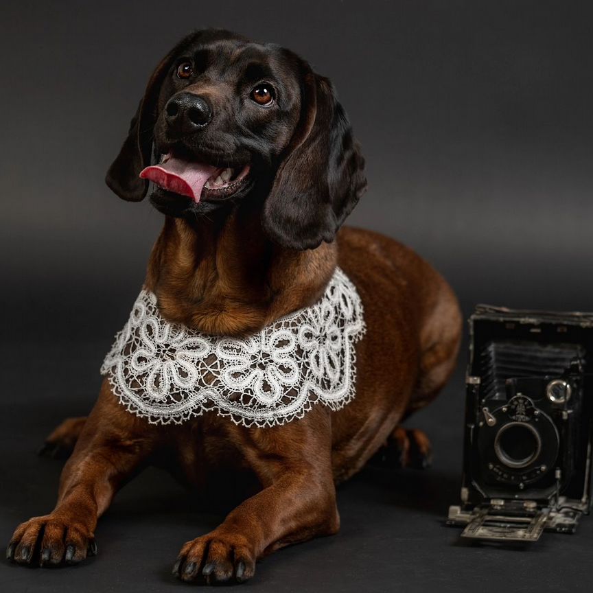 Баварская горная гончая