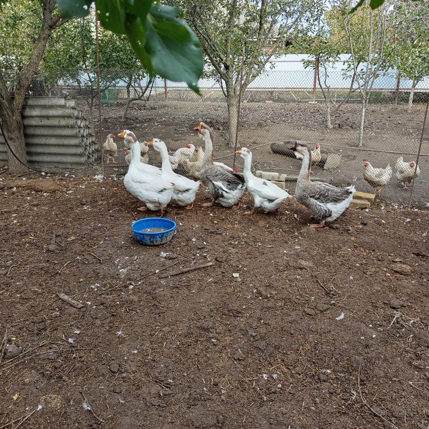 Гусаки Холмогоры прошлогодние