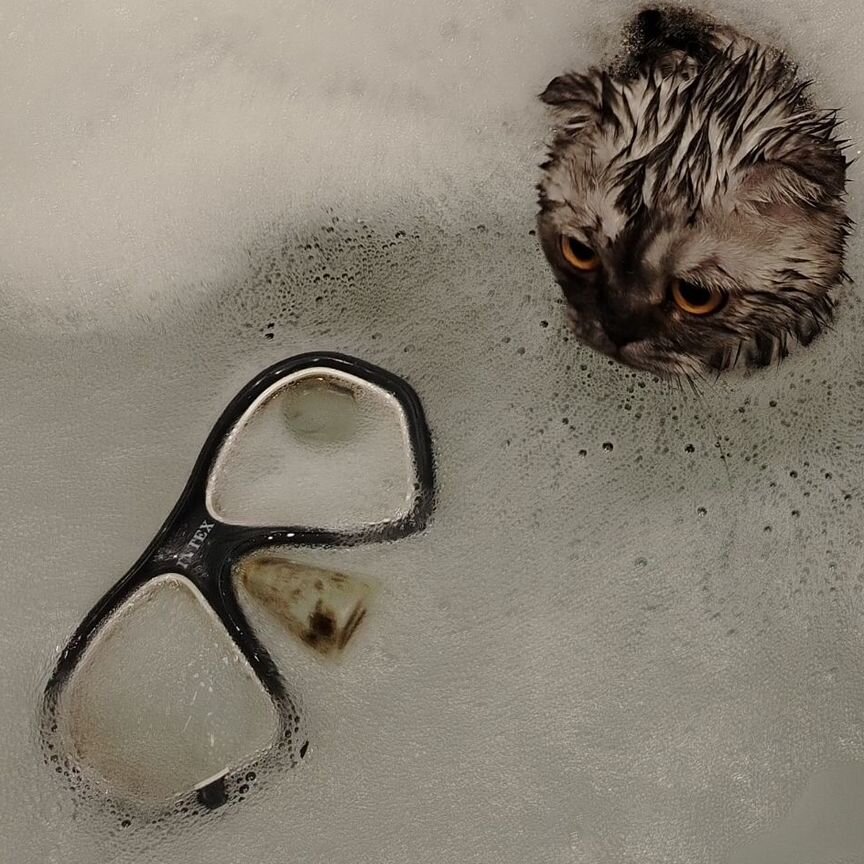 Шотландская вислоухая длинношёрстная, взрослая кошка