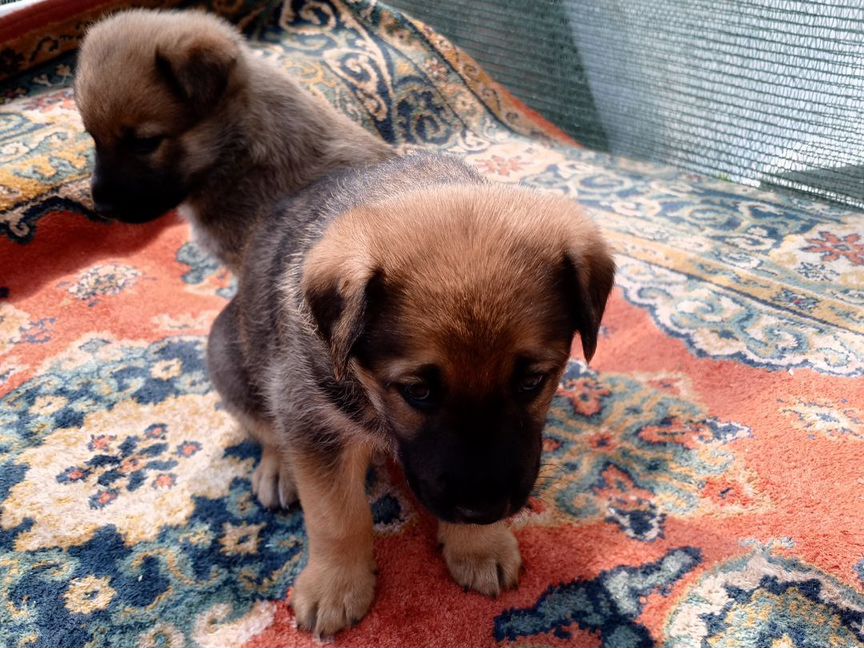 Щенки в добрые руки