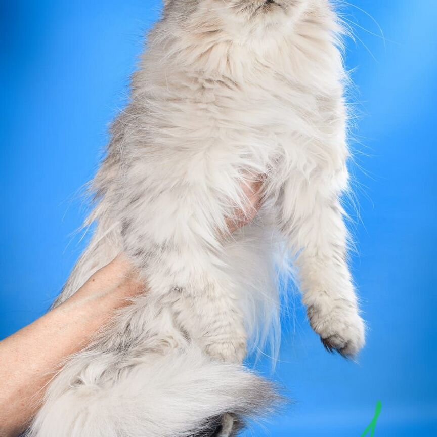 Кошки породистые бесплатно